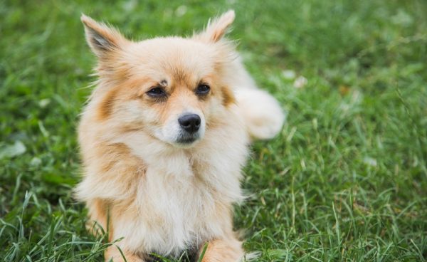 Mischlinge: Diese Mischlingshunde sind die beliebtesten - Haustier-News ...