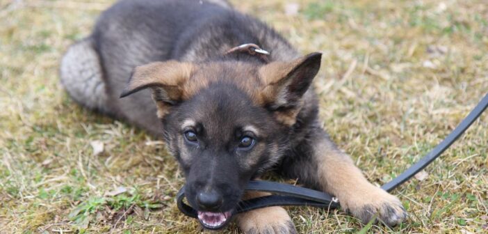 Welpe beißt in Leine: Tipps zur Abgewöhnung - Haustier-News: "Welpen"