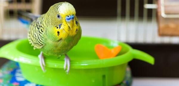Wellensittich: 10 Tipps zur Haltung & Pflege von Wellensittichen