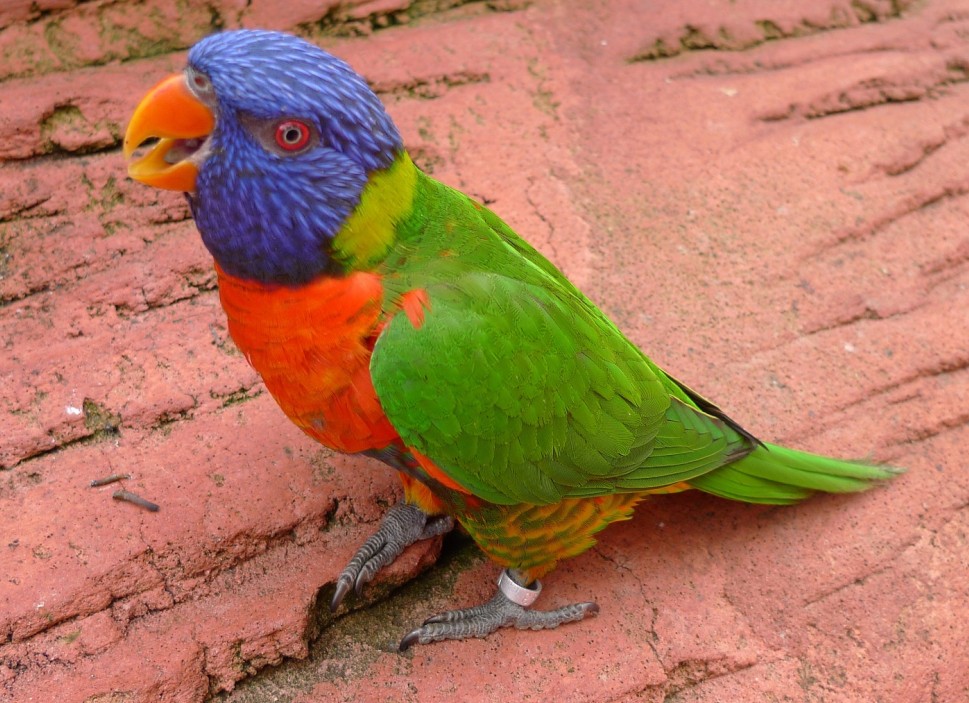 Welches Haustier passt zu mir?