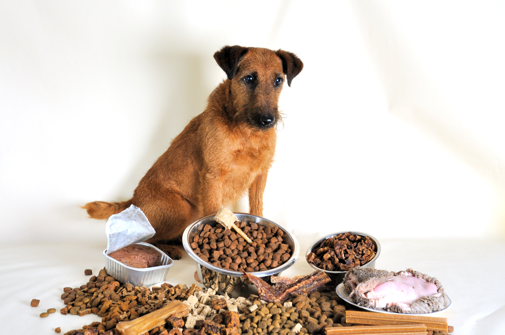 Wie Hundefutter umstellen?