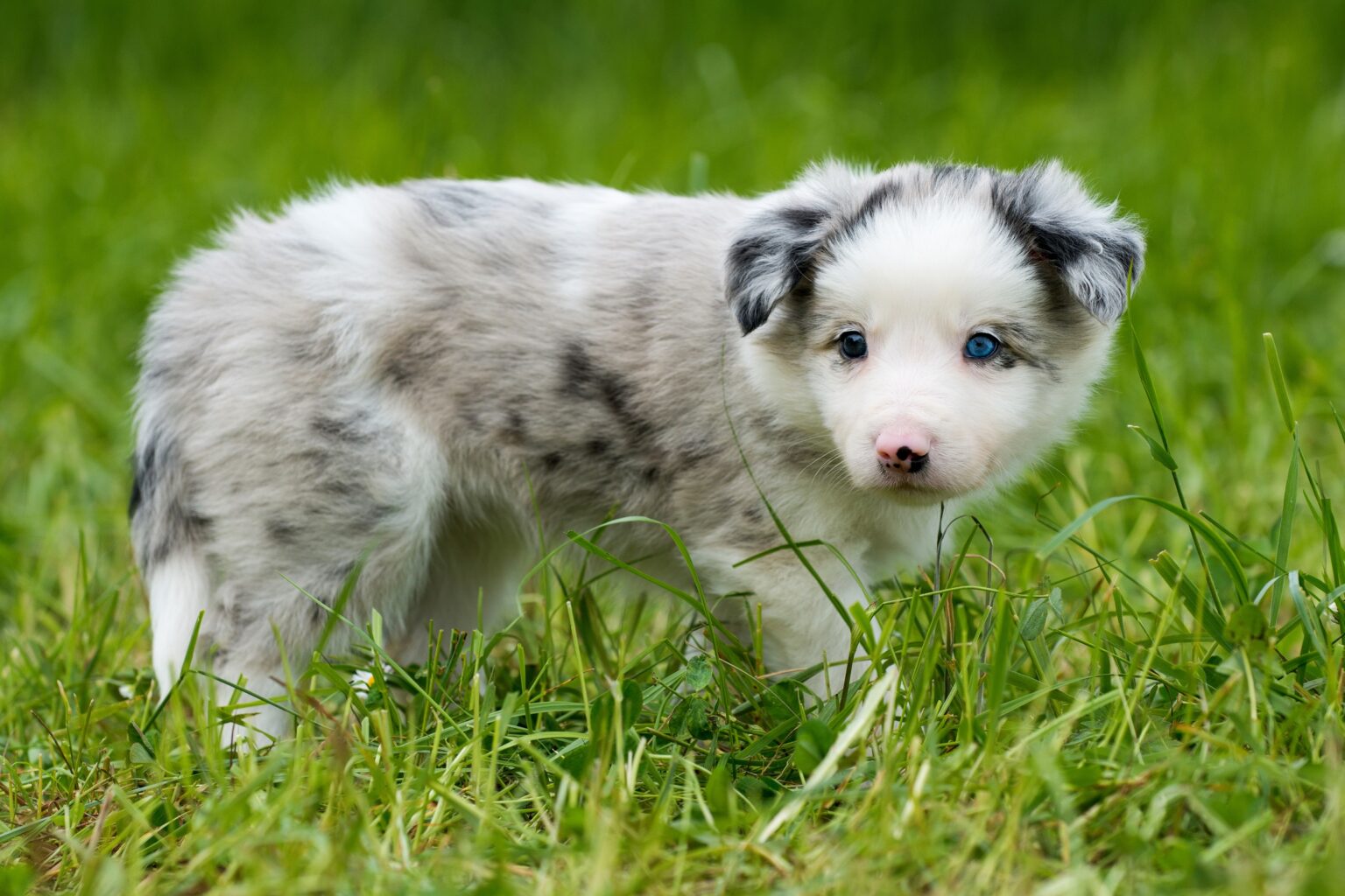 Hundebabys: Über das Geschäft mit den süßen, kleinen Hundewelpen