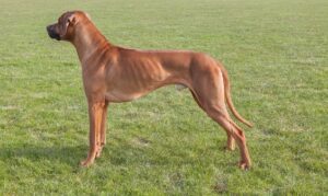 Rassehunde: Was macht sie aus? Welche gibt es?