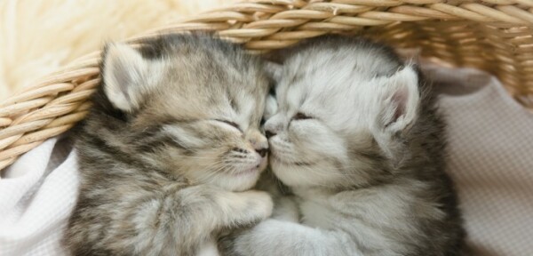 Baby Katzen: Richtiger Umgang mit dem tierischen Nachwuchs